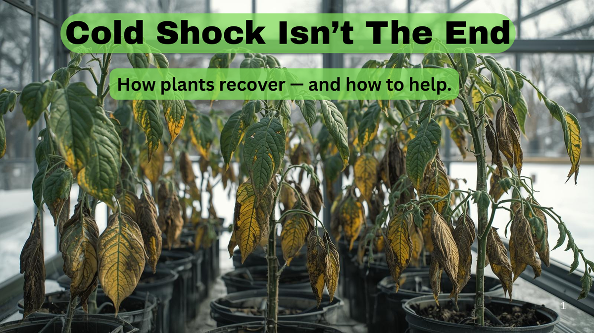 After the Freeze: How Plants Recover From Cold Stress (and How to Help ...