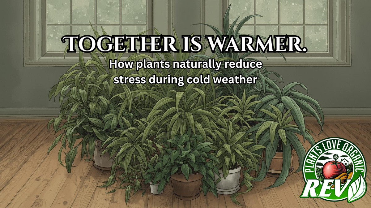 Plants Protect Each Other: Winter Storm Plant Care Checklist – OrganicRev