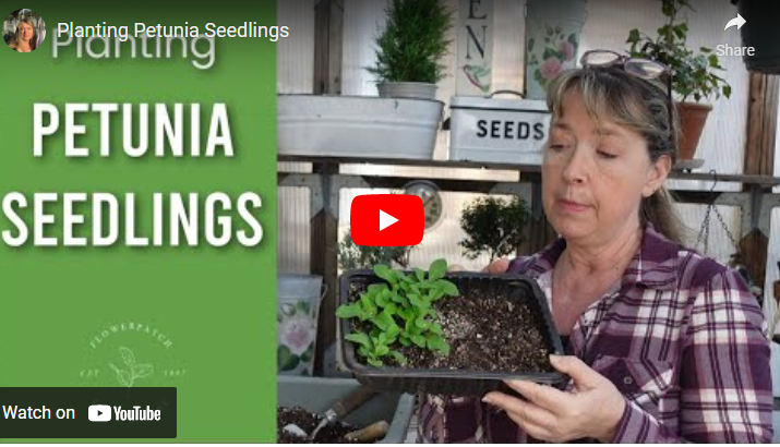 How To Use Organic REV on Seedlings – OrganicRev