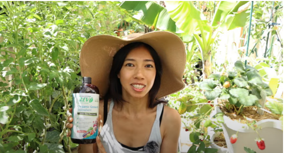 See How This Gardener Saved Her Tomatoes After Herbicide Poisoning ...